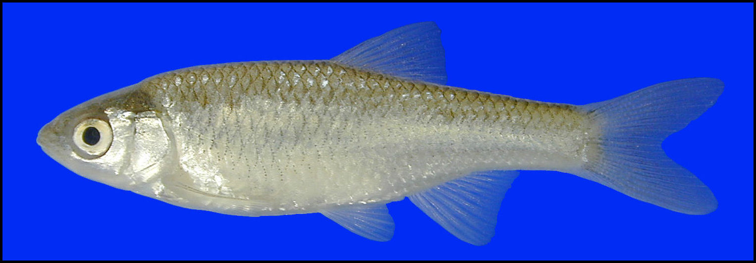 Golden Shiner Juvenile How To Hook A Shiner | Outdoor Life